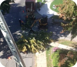 J.M. Tree Service - Certified Arborist | Rochester NY